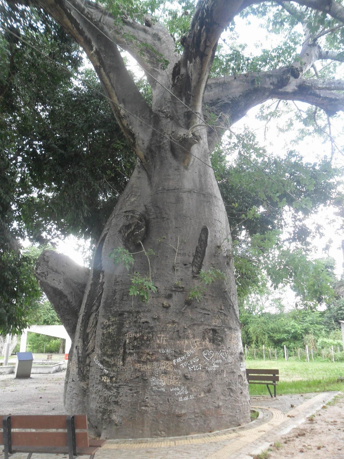 Pelas rodagens da vida : Baobá - árvore centenária e localizada na ...