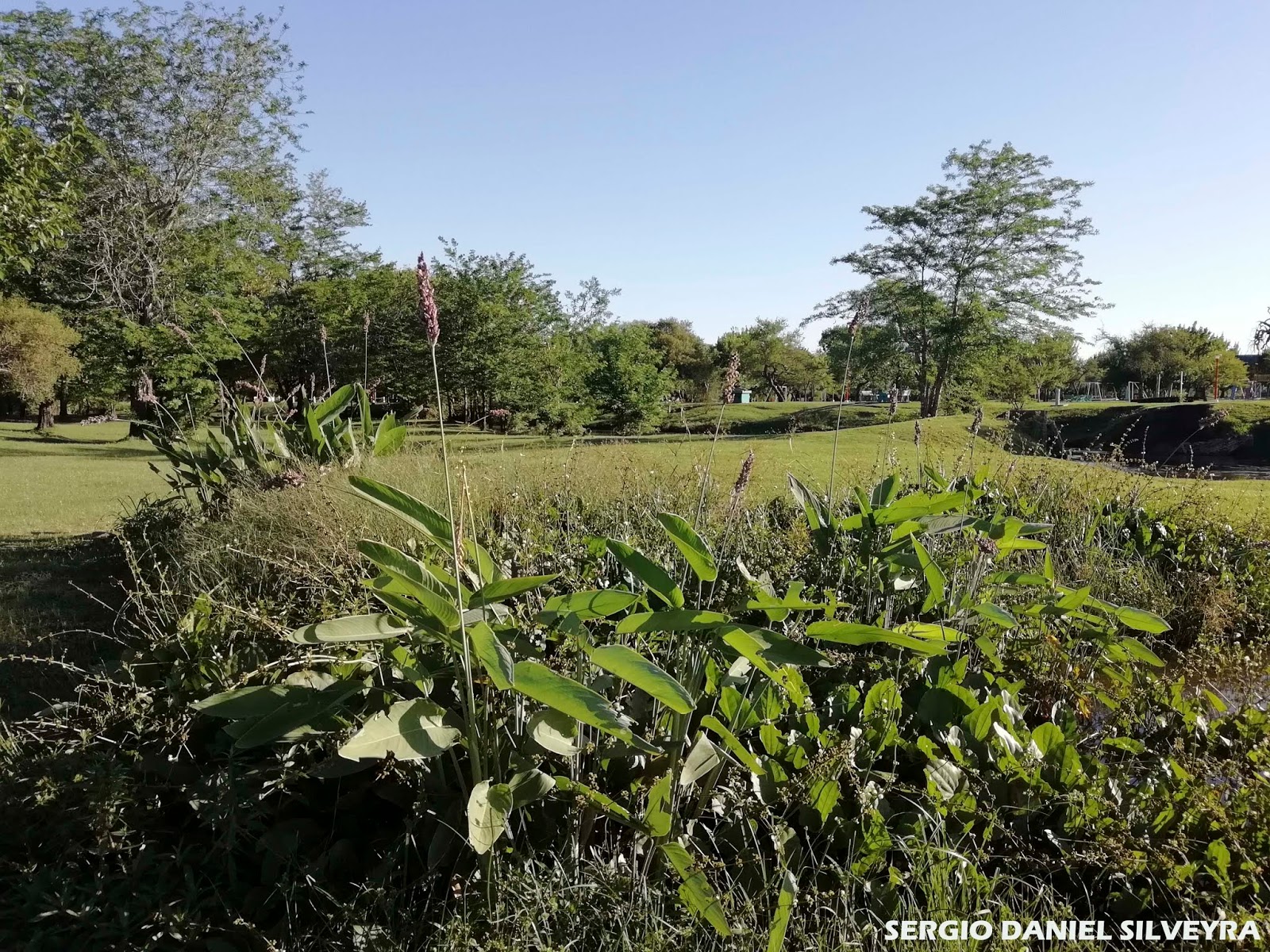 Flora Nativa de Entre Rios