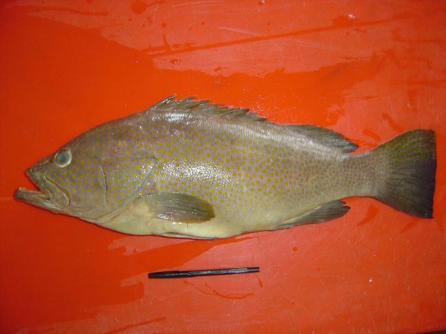Ikan Kurapu - Grouper fish - Fish Information (INDONESIA)