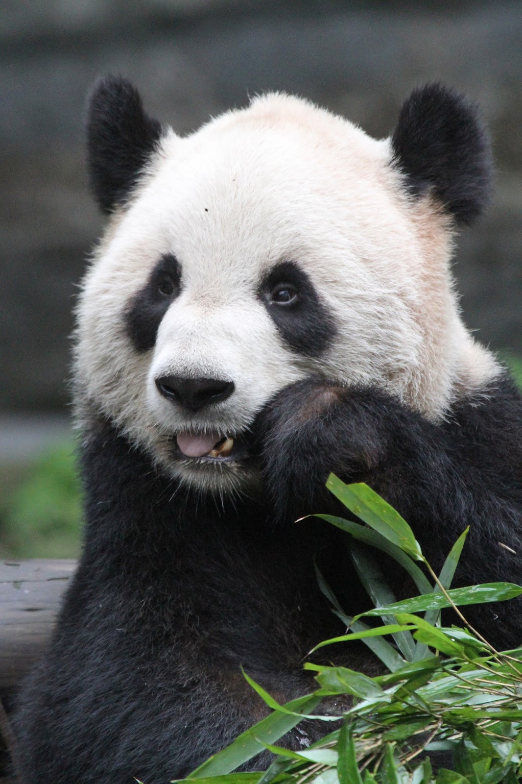 Come up and close with nature's beautiful animals at the Toronto Zoo ...