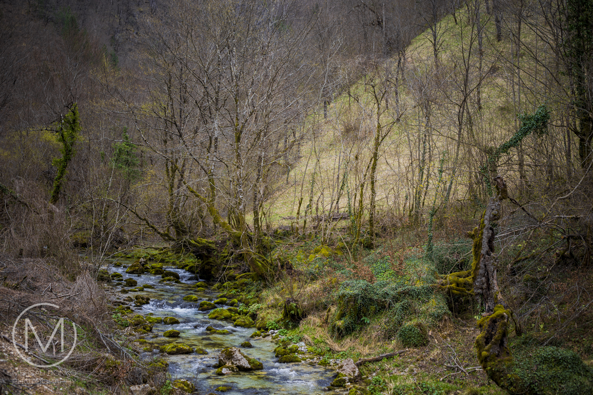 The Secluded Forest [Part 1/3]: Into the Wilderness - Mersad Donko ...