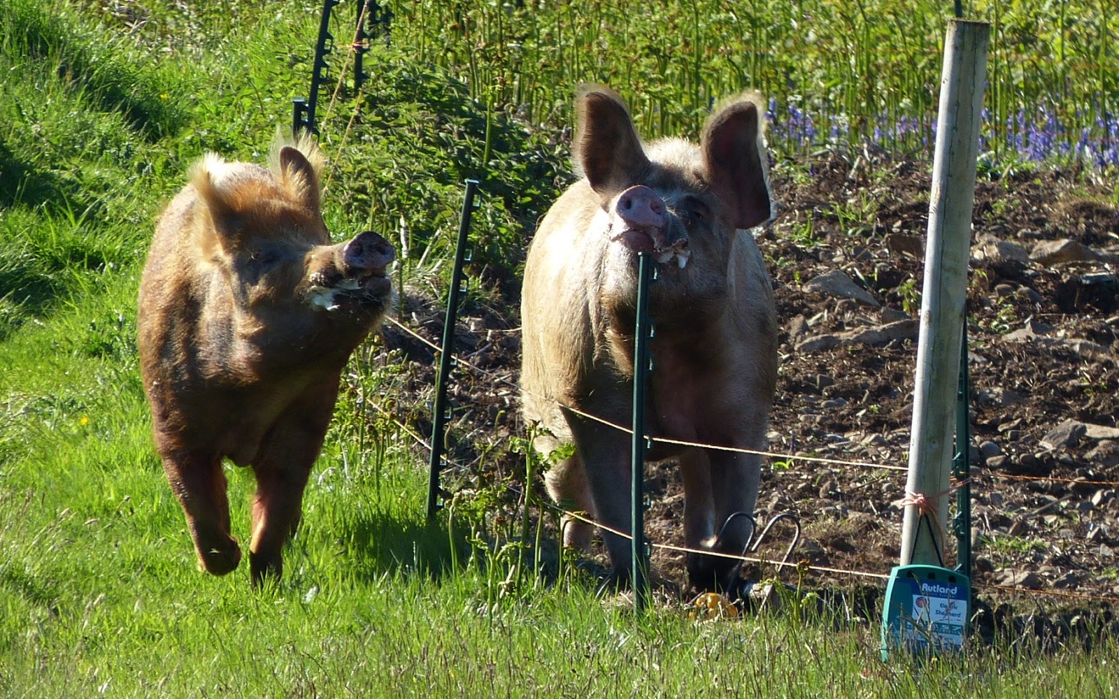 A Kilchoan Diary: Pig Fight - Round 2