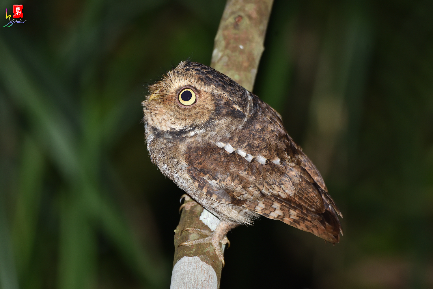 Alder's Bird-watching Notes: 三峽黃嘴角鴞．Mountain Scops Owl@Sanxia．2020/10/08