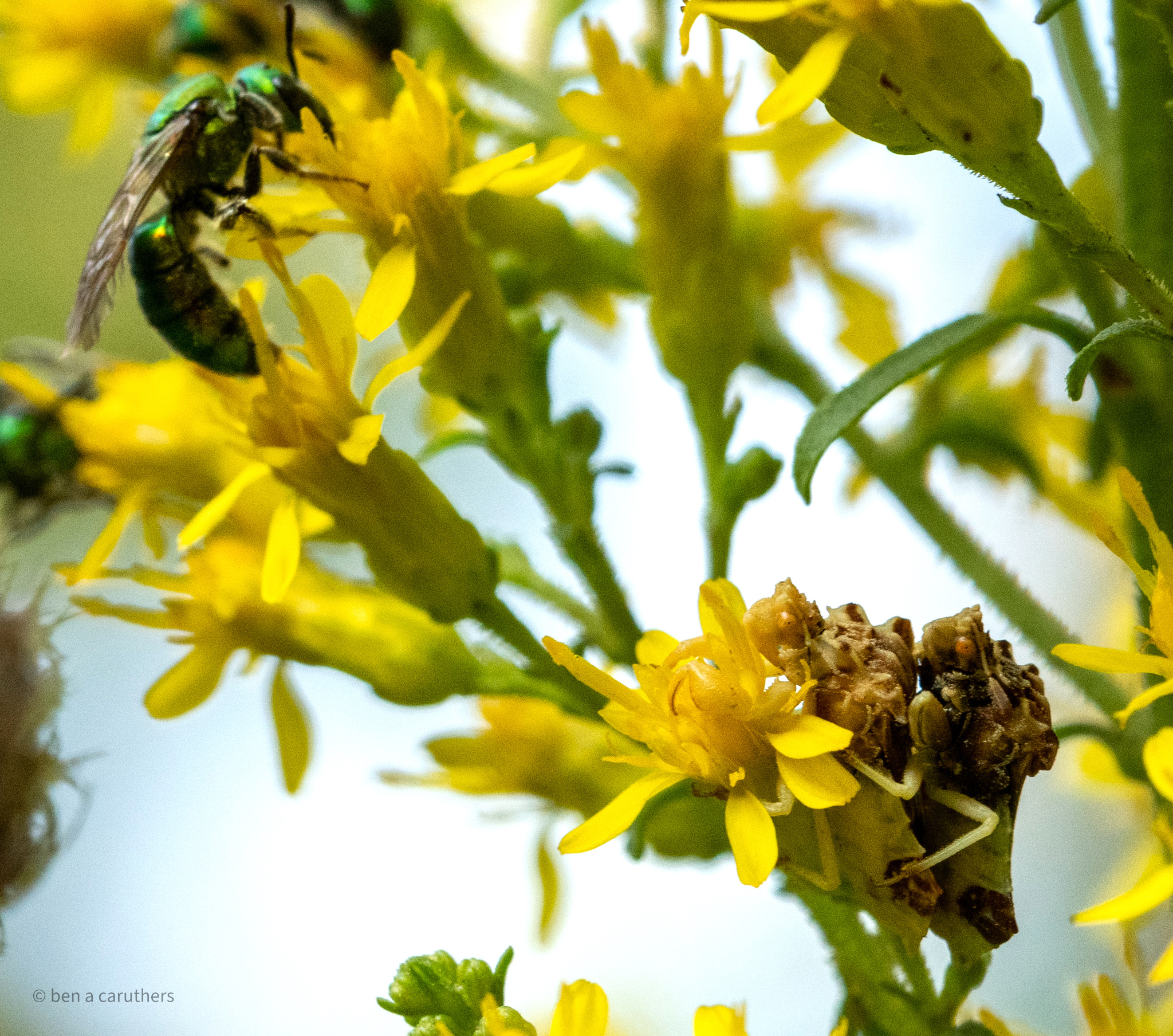 Springfield Plateau: Jagged Ambush Bug