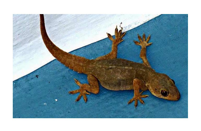 घरमा पाइने माउसुलि को मूल्य ६३ लाख भन्दा बढी | Kochila Media