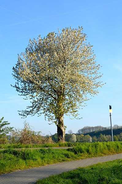 Land of Israel: Trees in the Holy Land