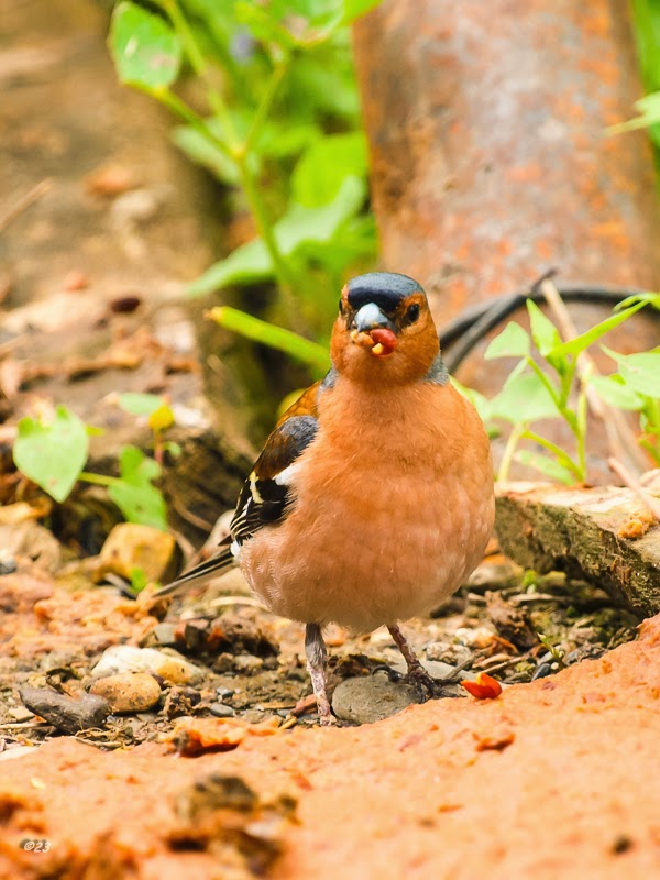 Foto: Masculul de cinteza