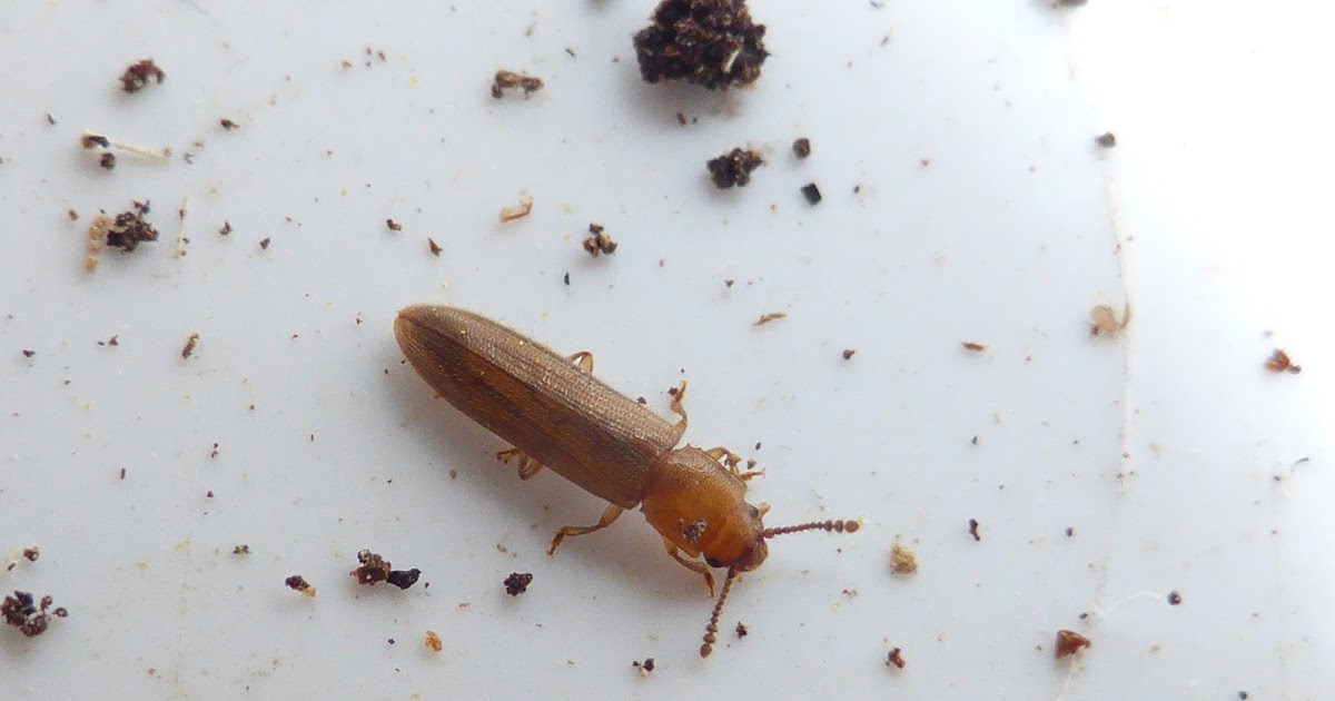 Variety of Life: Languriinae