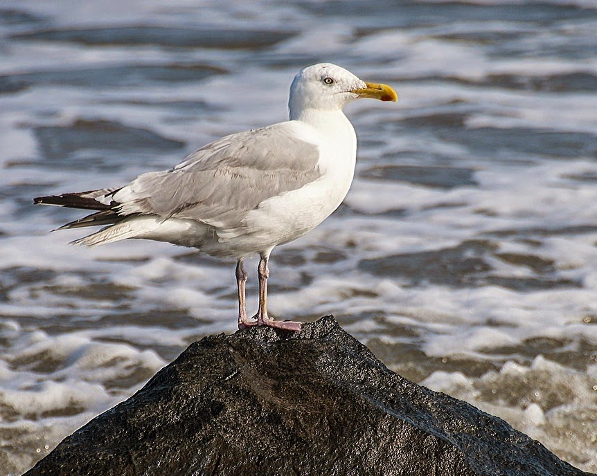 Contes d' Animals: LA GAVINA