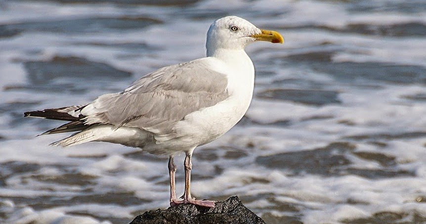 Contes d' Animals: LA GAVINA