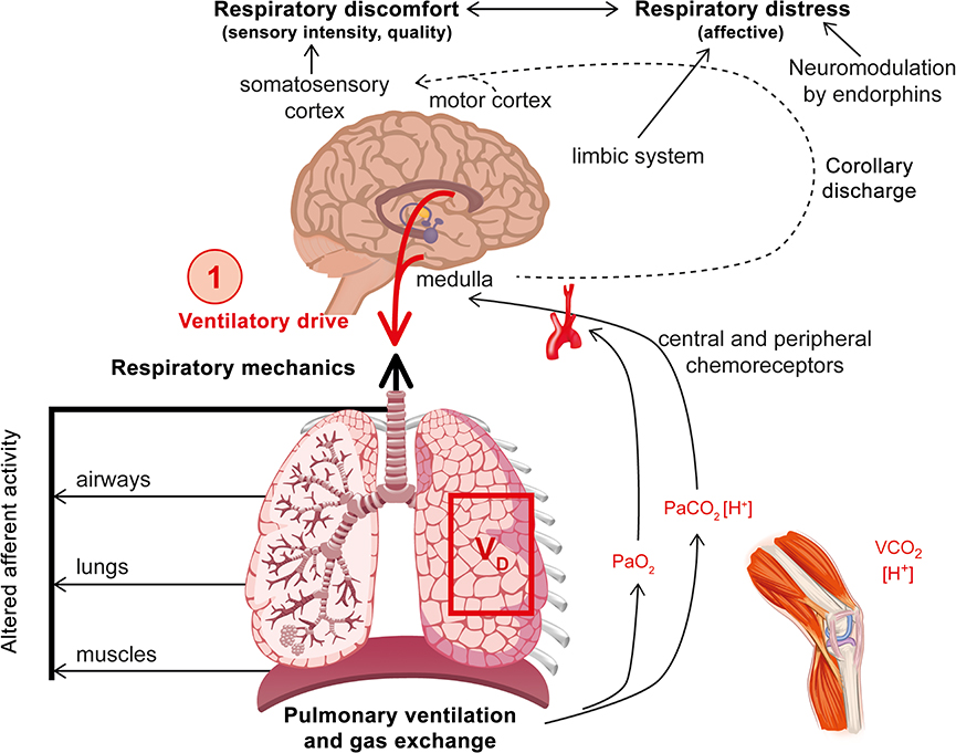 Dyspnea ~ Medical Resume