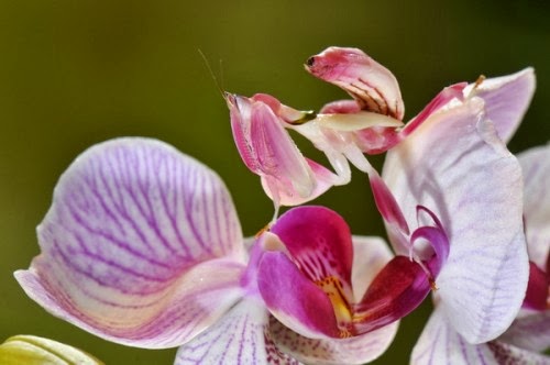 Flower Mantis ~ Insects World