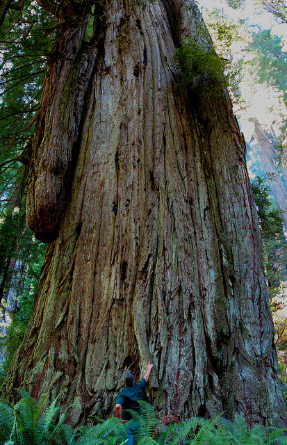 Daily Pictures: Famous Trees