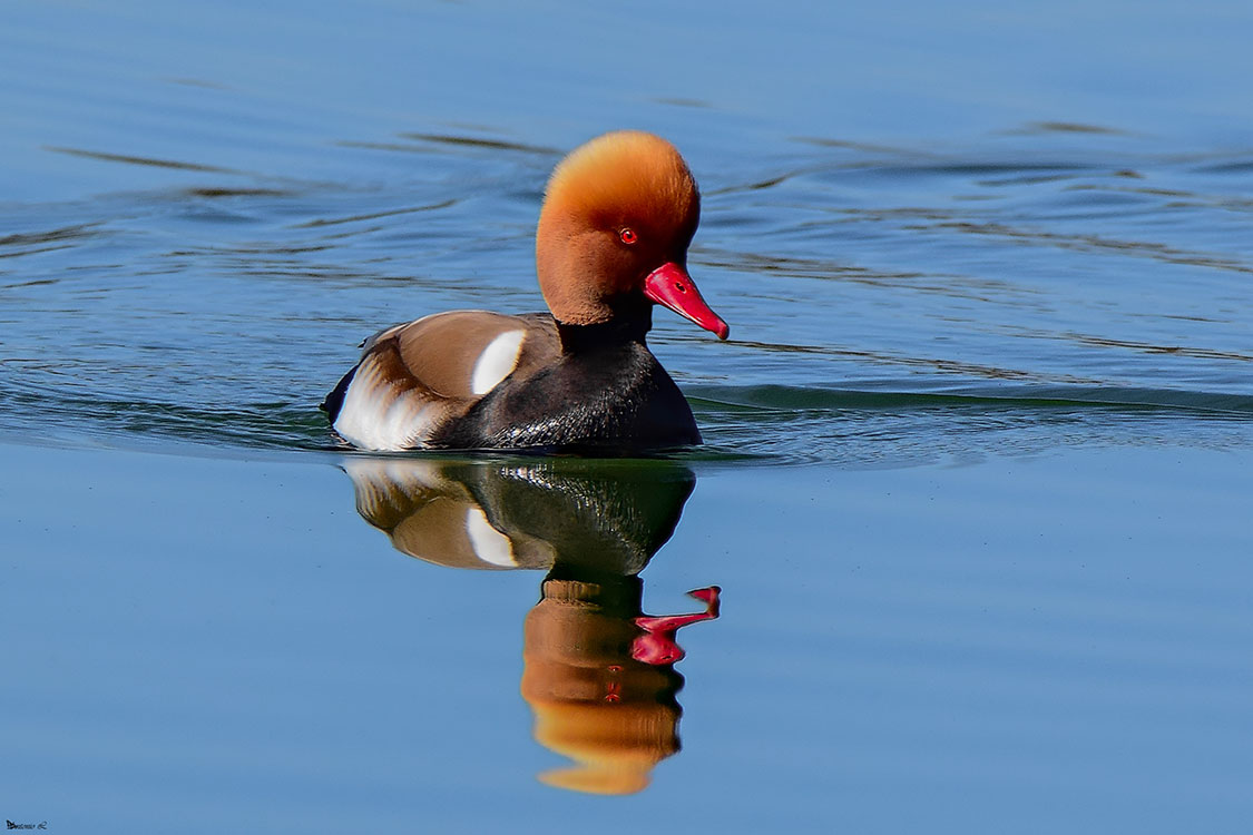 Objetivo: Naturaleza Viva: Pato colorado (Netta rufina)