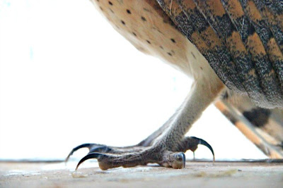 Ubizane Wildlife Reserve: Talons of Power