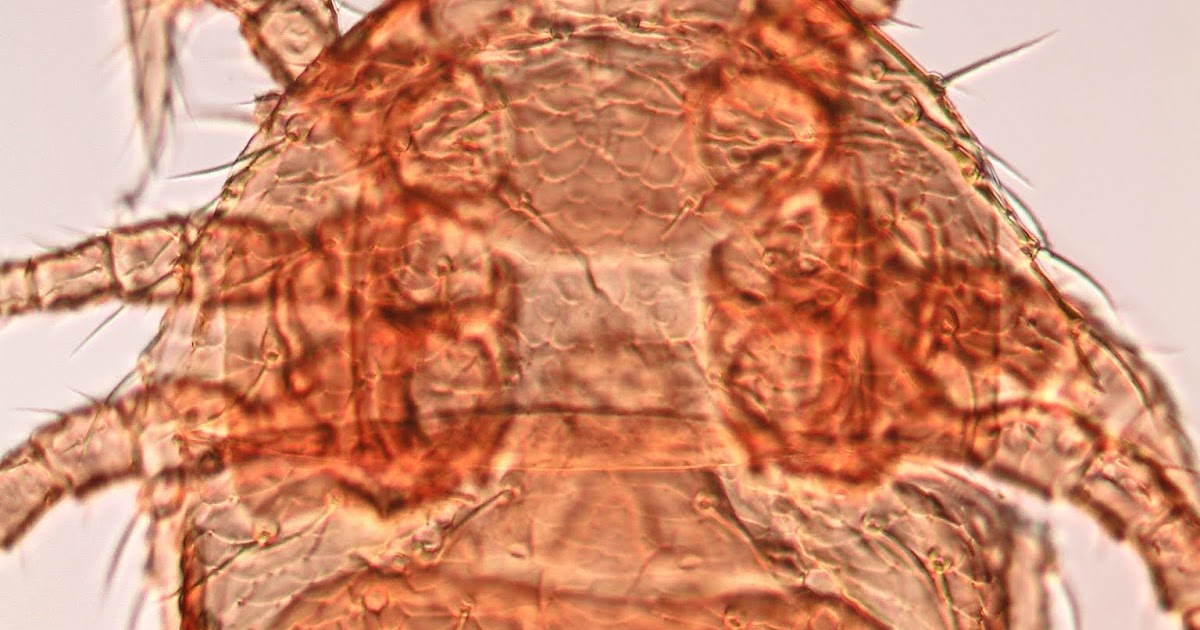 Variety of Life: Zercon (Zercon)