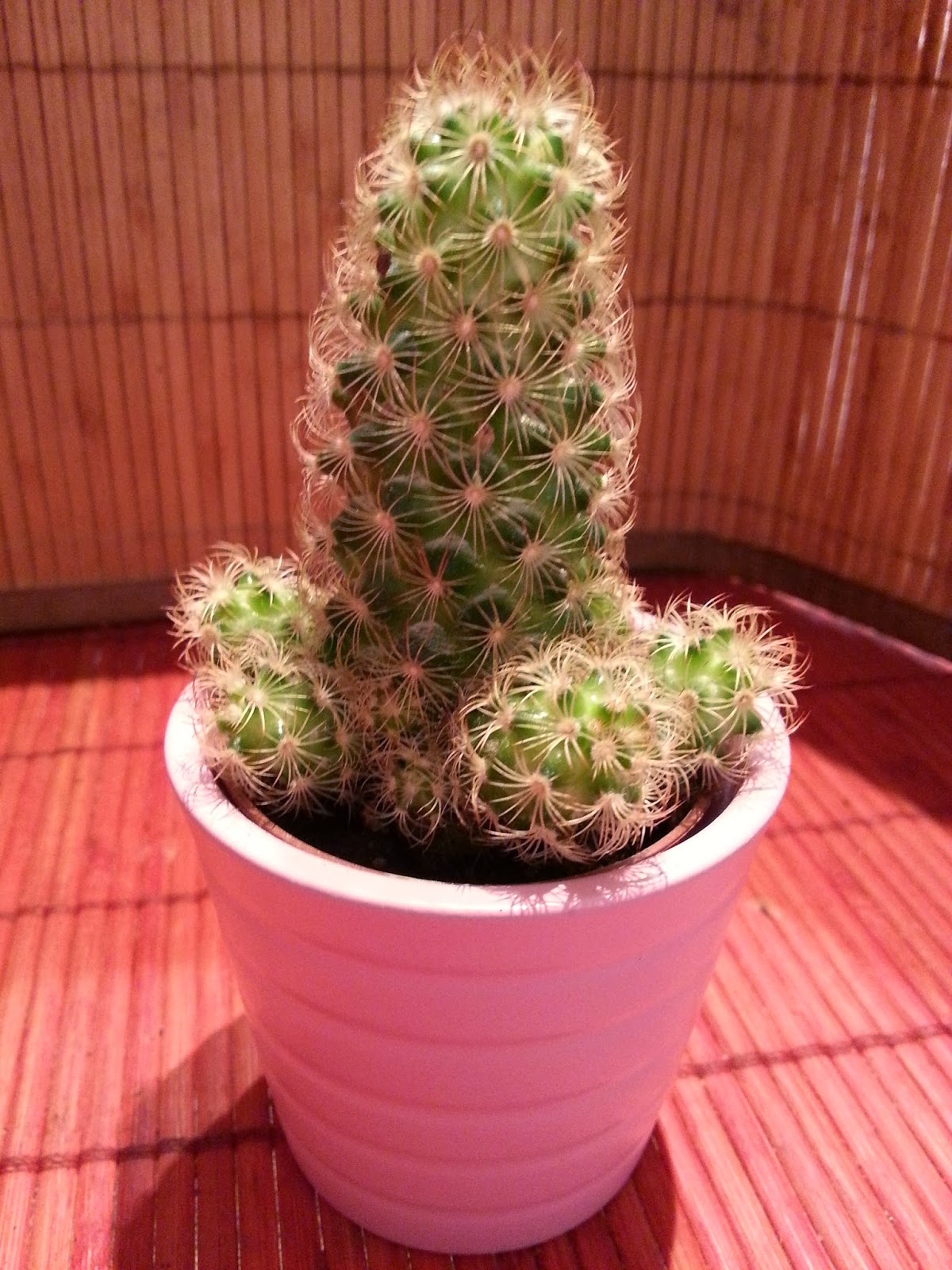 El Cactus Laboratorio: Cactus #2: Cactus Mamilaria