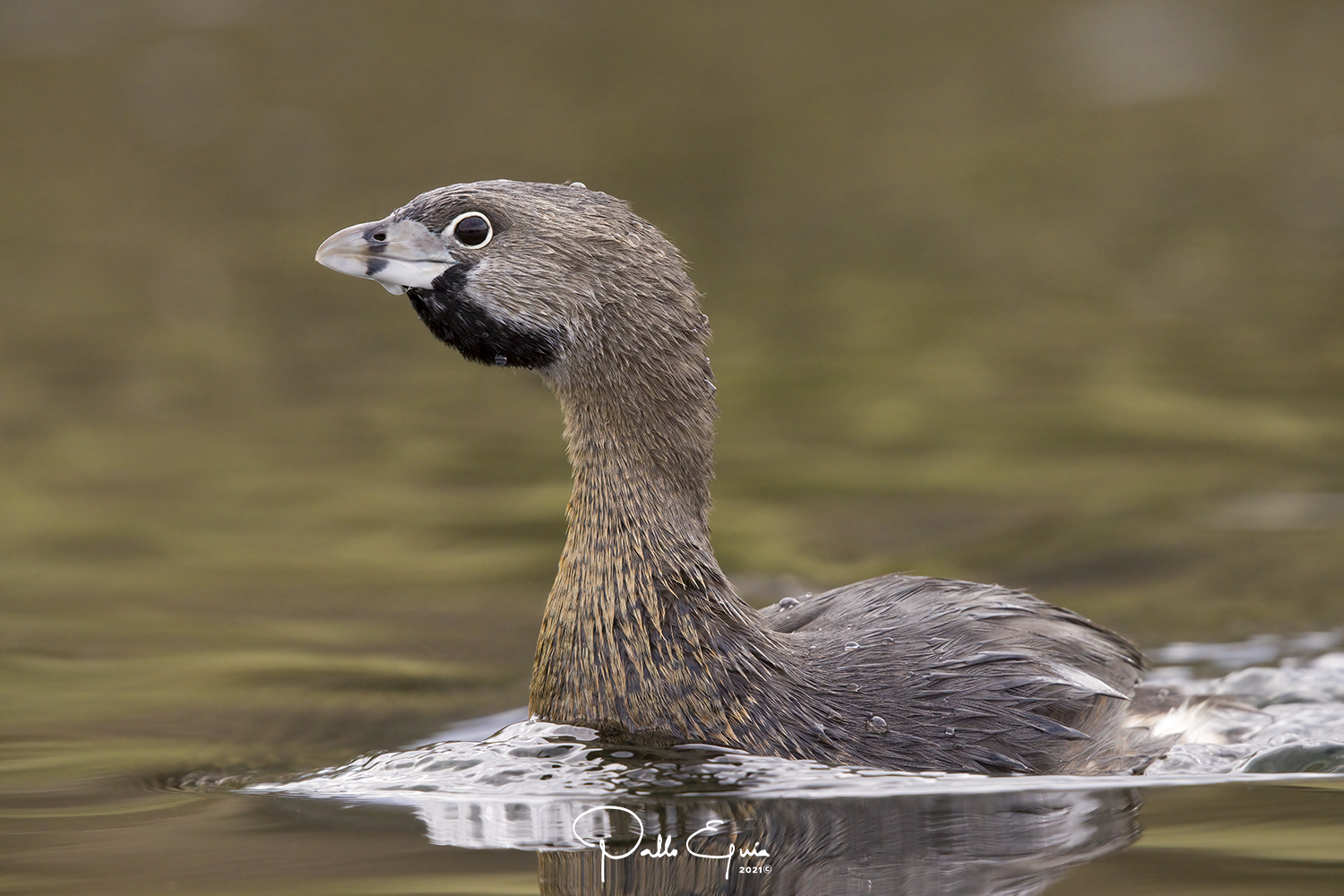 mis fotos de aves: Podilymbus podiceps Macá Pico Grueso Pied-billed Grebe