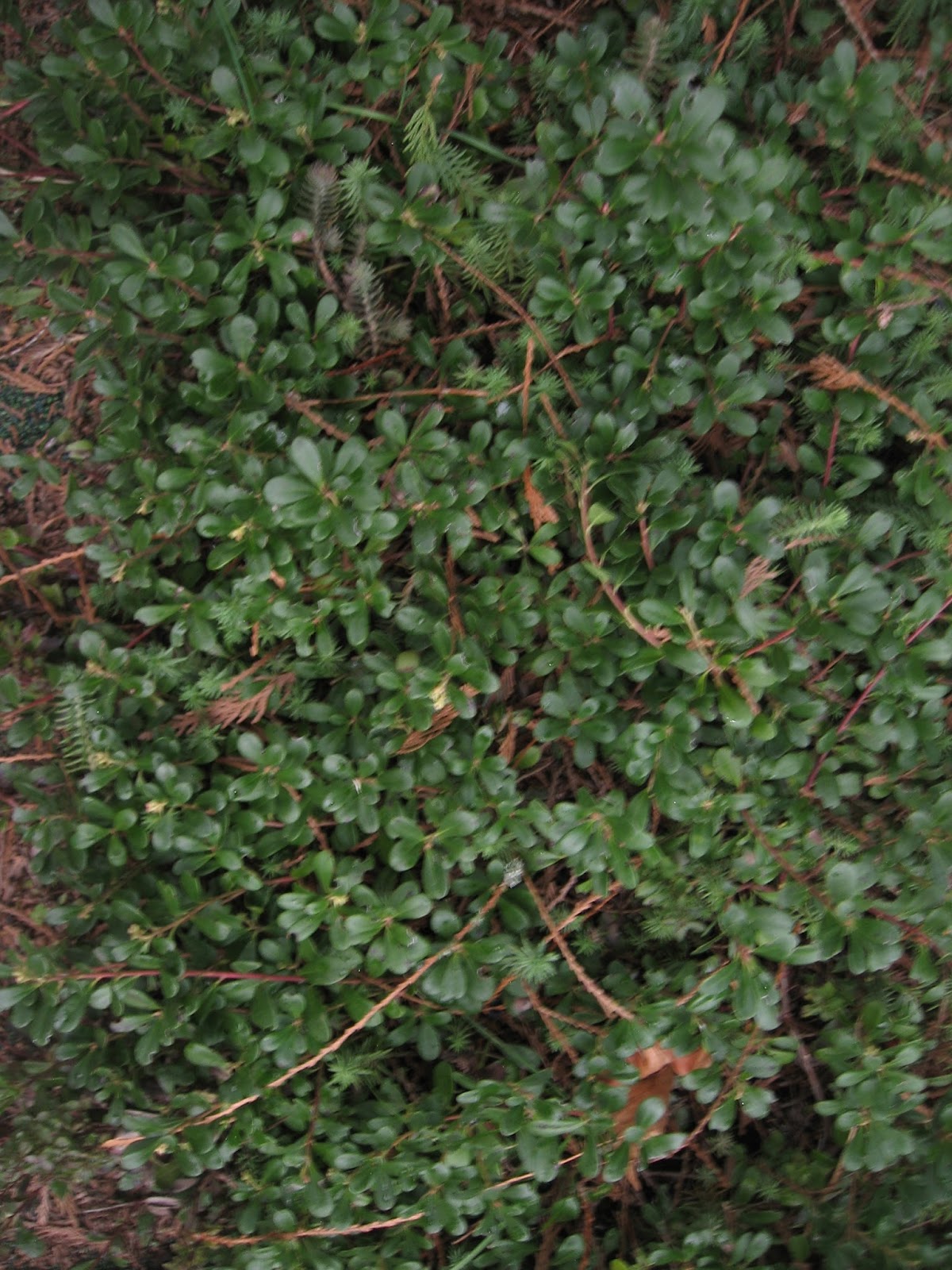 Weeding on the Wild Side: Enduring Evergreen Ground Covers