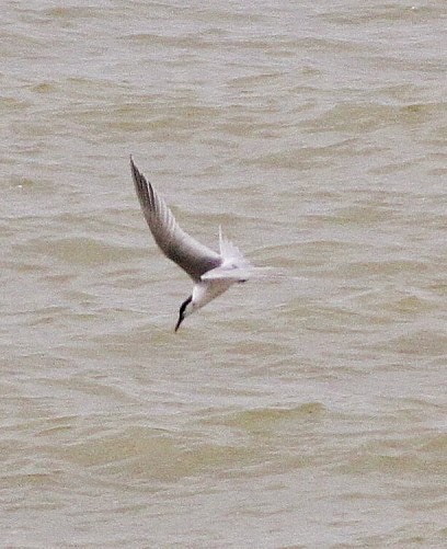 JFC's Birding: 4th May, 2015 Beachy Head and West Rise Marsh Sunny ...