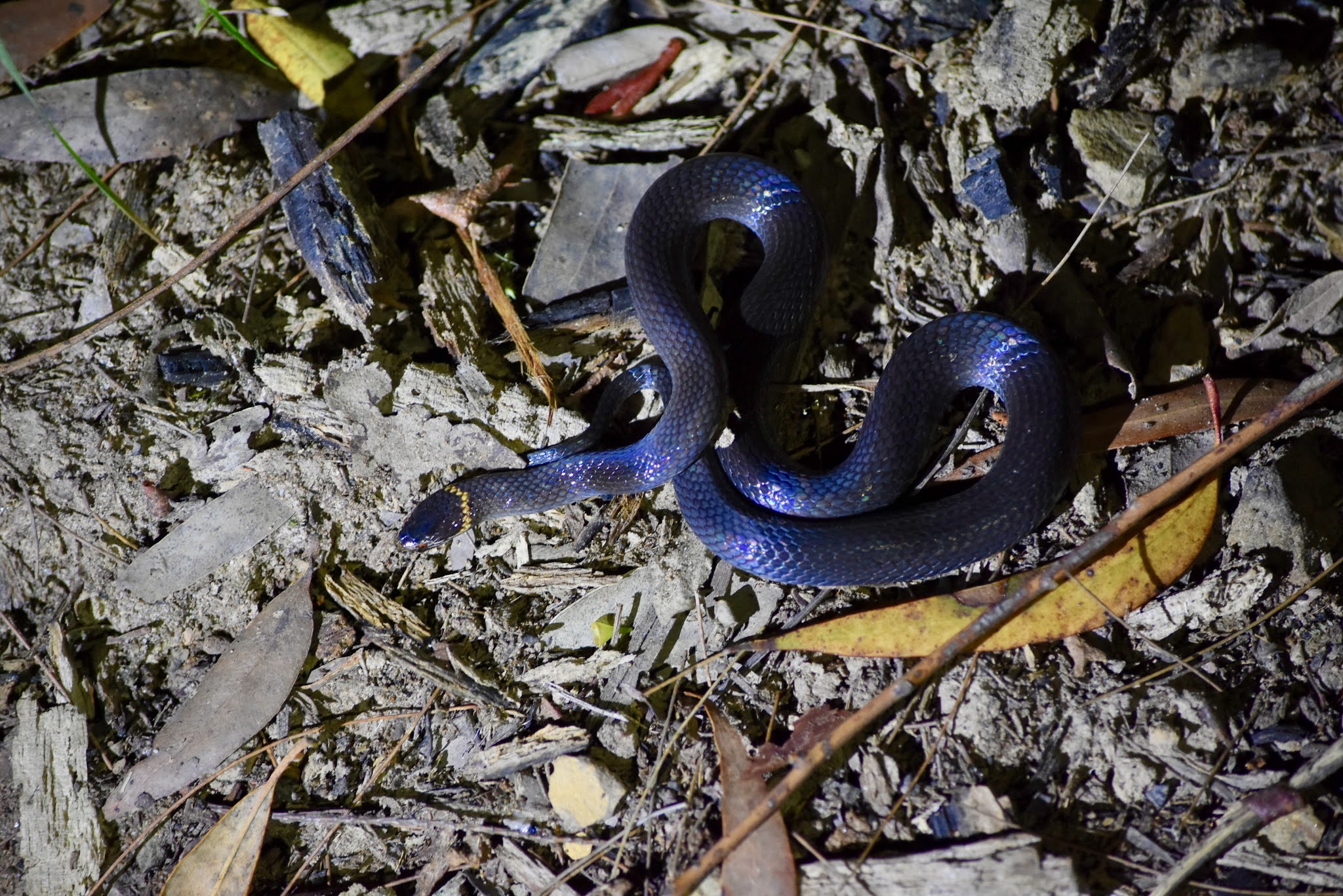 9001 REPTILES: SOUTHERN DWARF CROWNED SNAKE