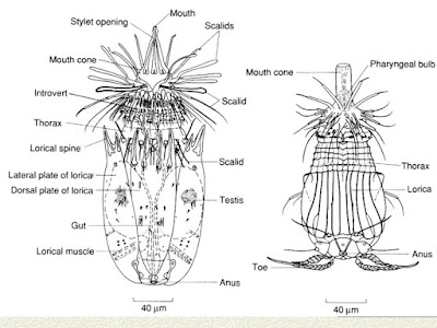 El blog de las especies singulares: Loricifera, un nuevo phylum de ...
