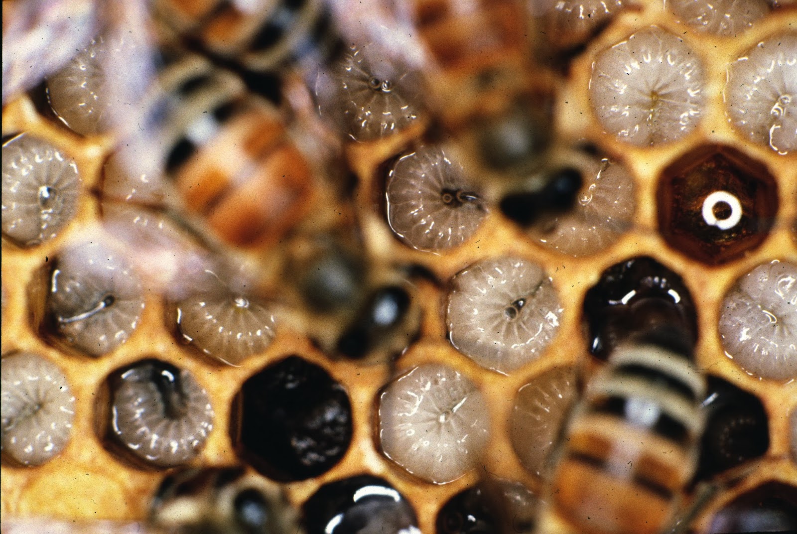 Corona Apicultores: EL CICLO DE VIDA DE LA ABEJA DEL HUEVO AL IMAGO