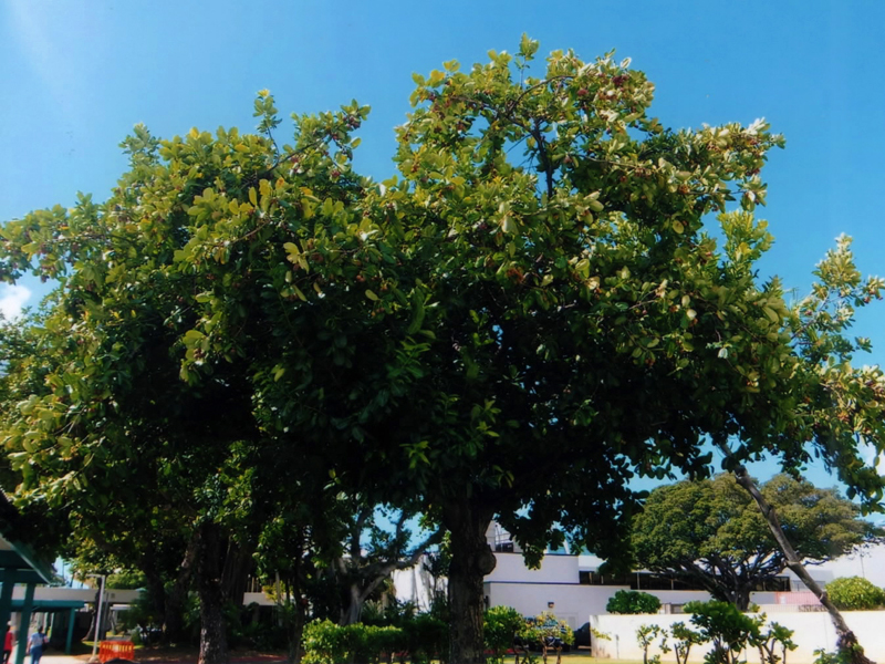 Halau Hula Kalakaua Blog: Kamaniチョーカー作りワークショップのお知らせ