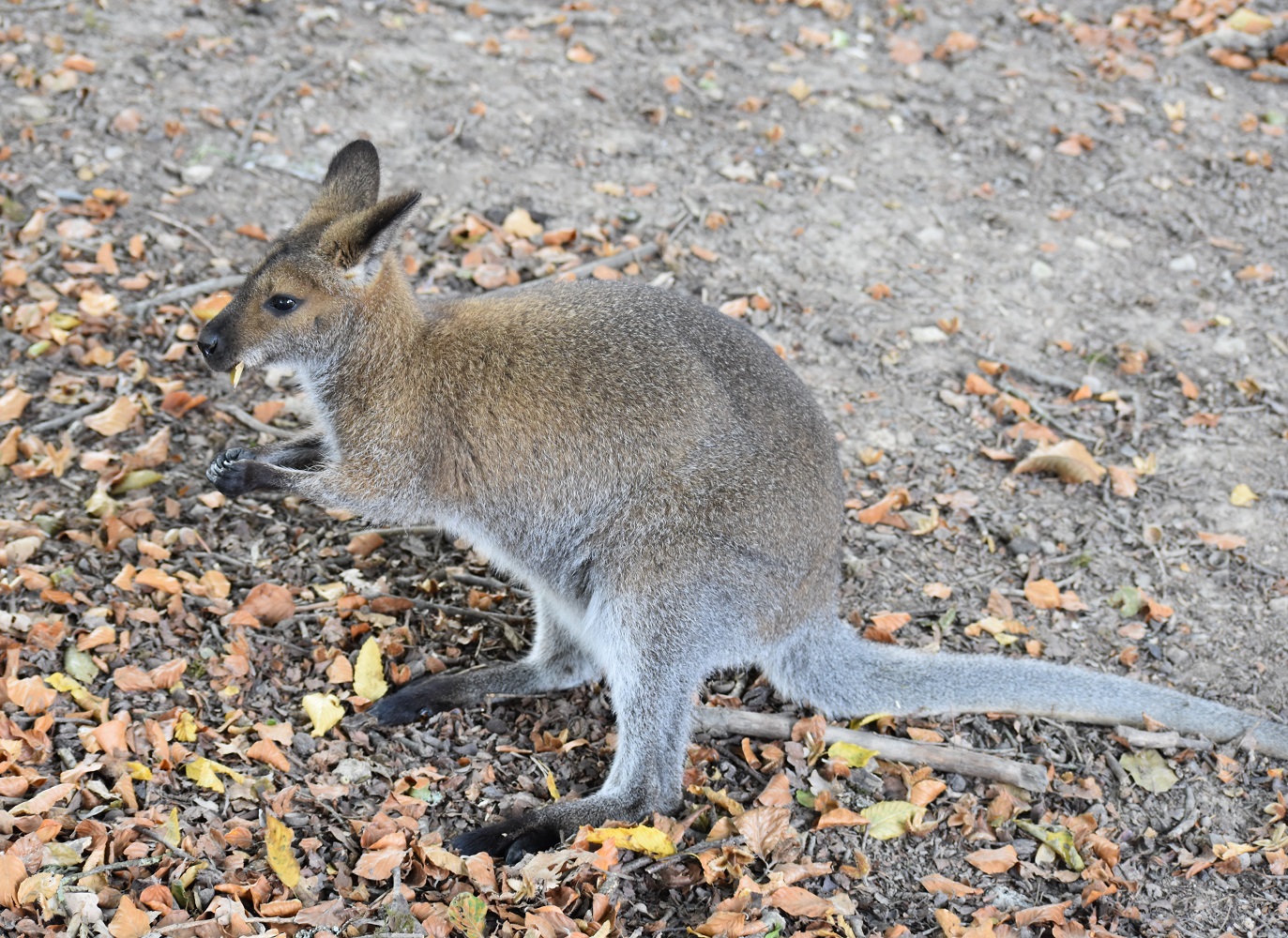 ZOOTOGRAFIANDO (6.100 ANIMALS): WALLABY DE BENNETT / RED-NECKED WALLABY ...