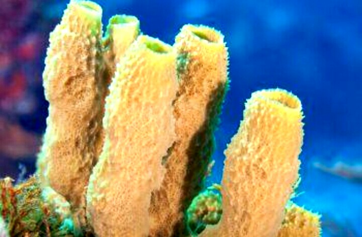 4 Kelas Porifera dan Contohnya