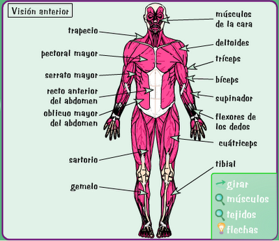TEMA-2 "RELACIÓ I COORDINACIÓ": ELS MÚSCULS