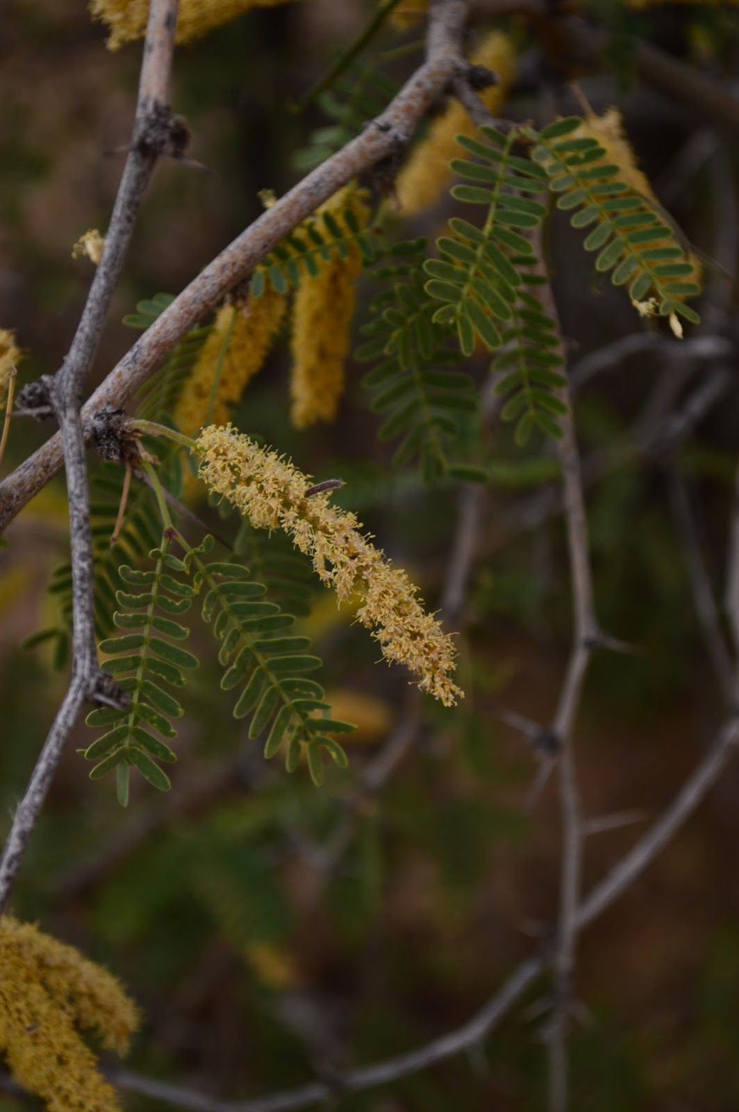 A Small, Sunny Garden: Another denizen of the desert: mesquite