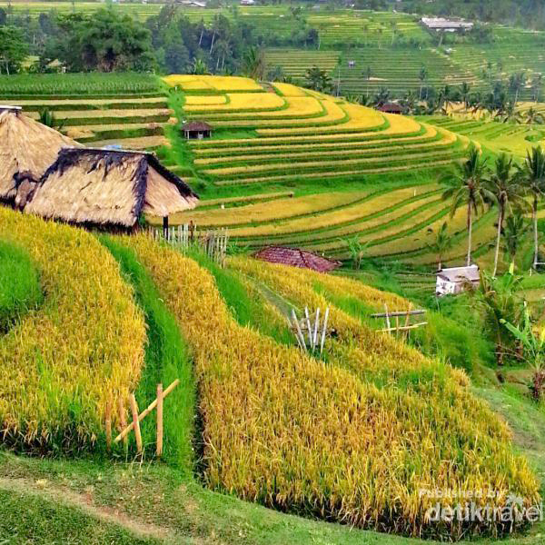 JATILUWIH - Tabanan - Bali - Bali Media Centre