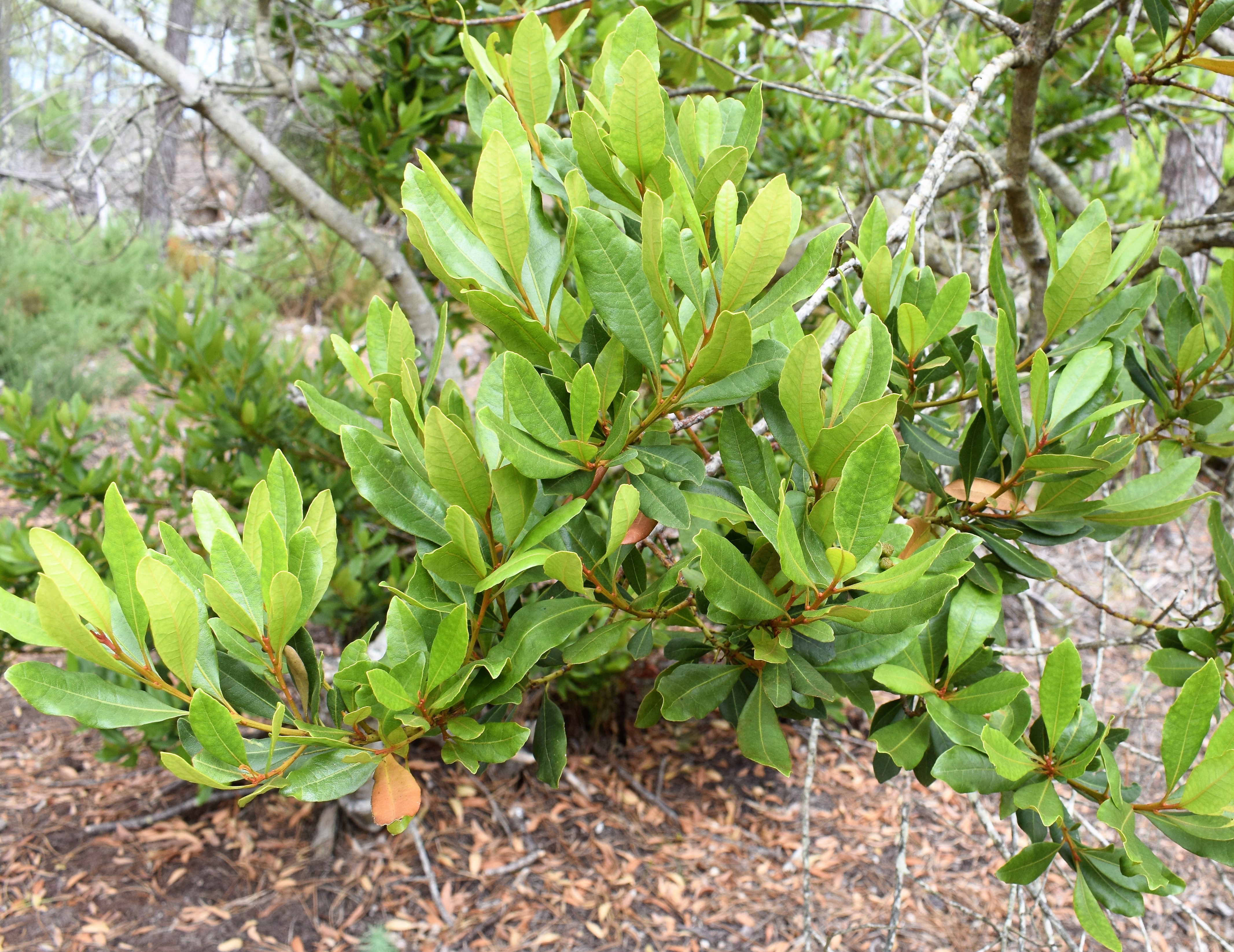 Plantas: Beleza e Diversidade: Faia-da-terra (Myrica faya)