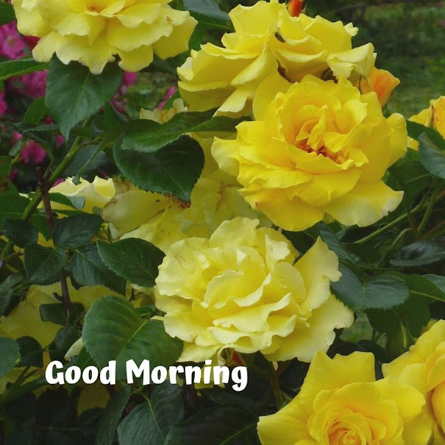 100+ Good Morning Images Yellow Rose - Images 2020 - GOODMORNINGIMAGESS ...