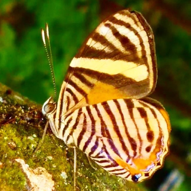BIOLOGÍA CHIRICANA: MARIPOSAS DE PANAMÁ 🦋 Y DEL MUNDO