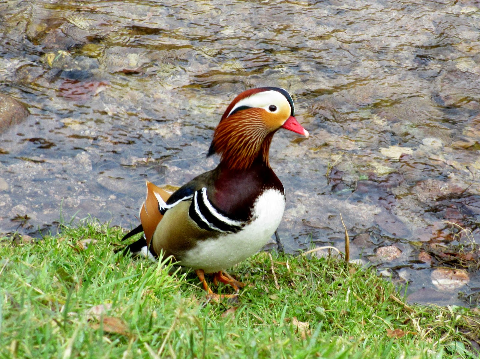 Strangeness and Charms: IMPRESSIONS: baden-baden is so nice, that you ...