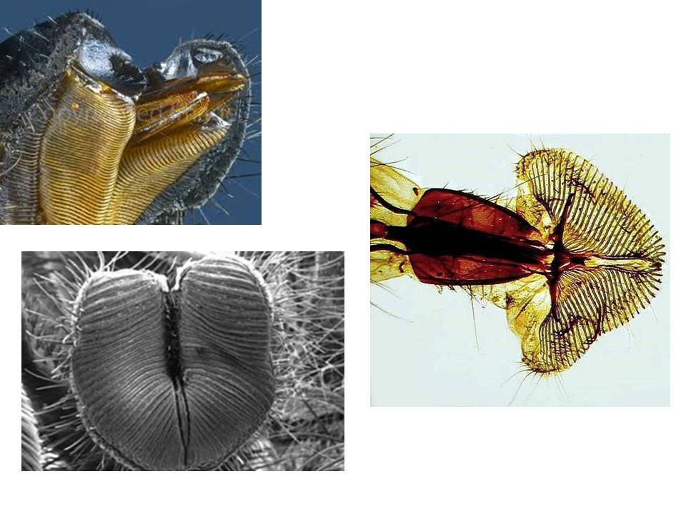 Insect Mouthpart and its modifications