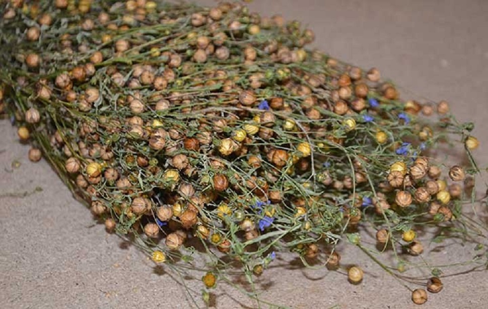 TÜRKİYELİ KETEN BİTKİSİ, KETEN TOHUMU İLE ZAYIFLAMAK İSTEYENLERE PRATİK ...