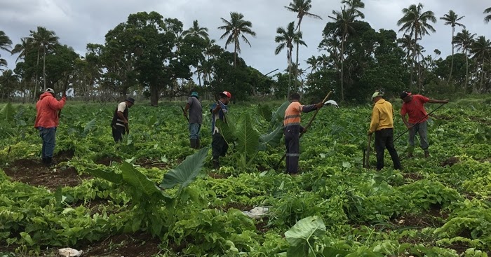 Thomsons In Tonga: Crops In the Bush