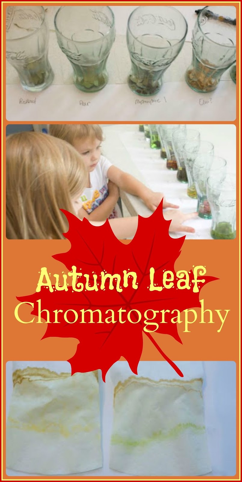 How to Use Leaf Chromatography to Predict Fall Leaf Color - Life with ...