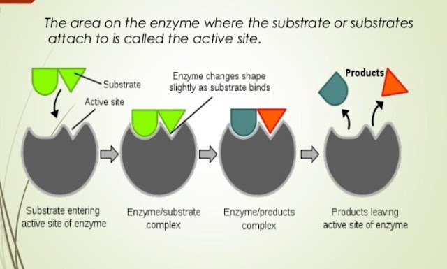 Enzyme Substrate Testing