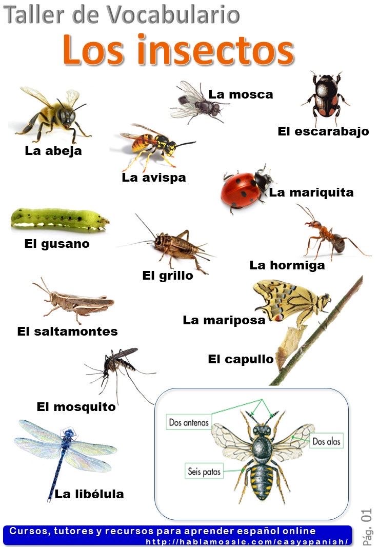 Mis ardillas en acción: COSAS DE BICHOS (INSECTOS)