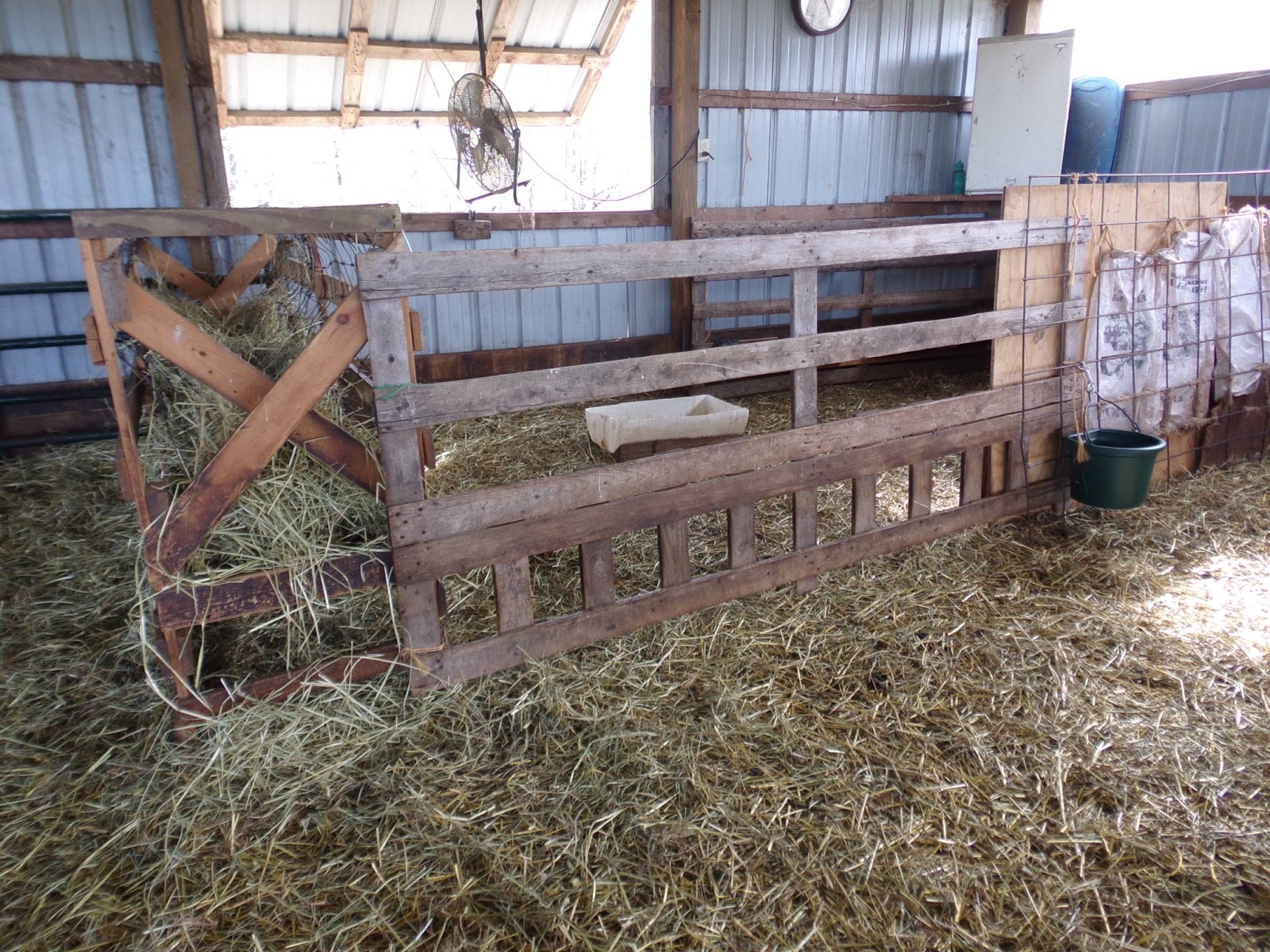 DLS Shetlands: Homemade creep feed gate
