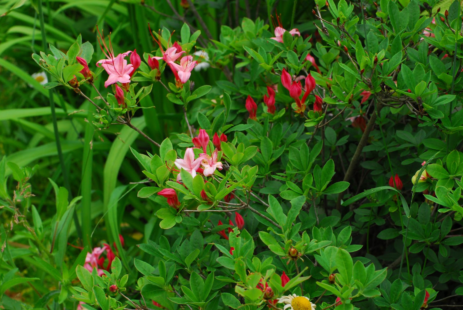 Annie's Gardening Corner: What’s Cool in The Garden?