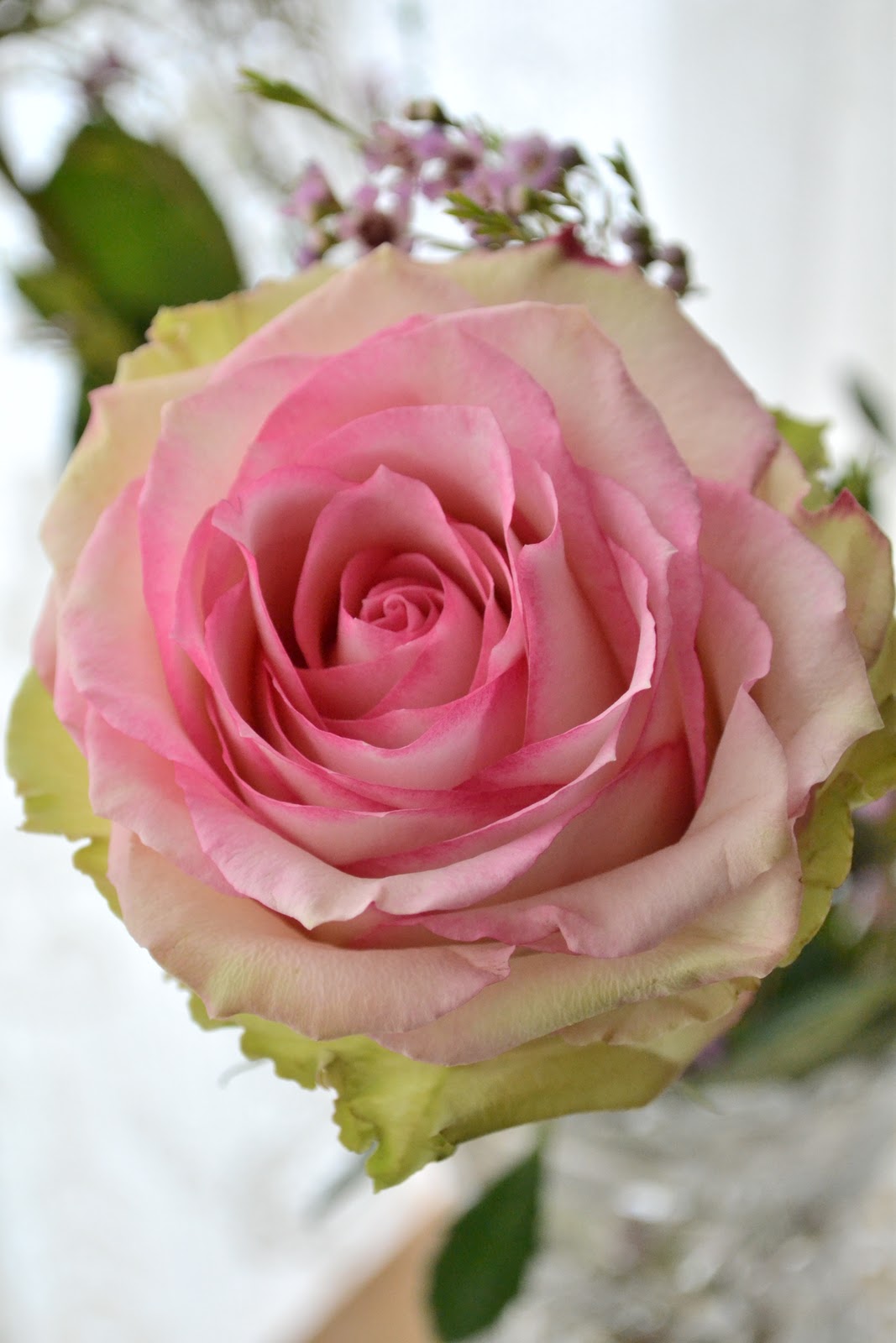 Jennelise: Fresh Roses