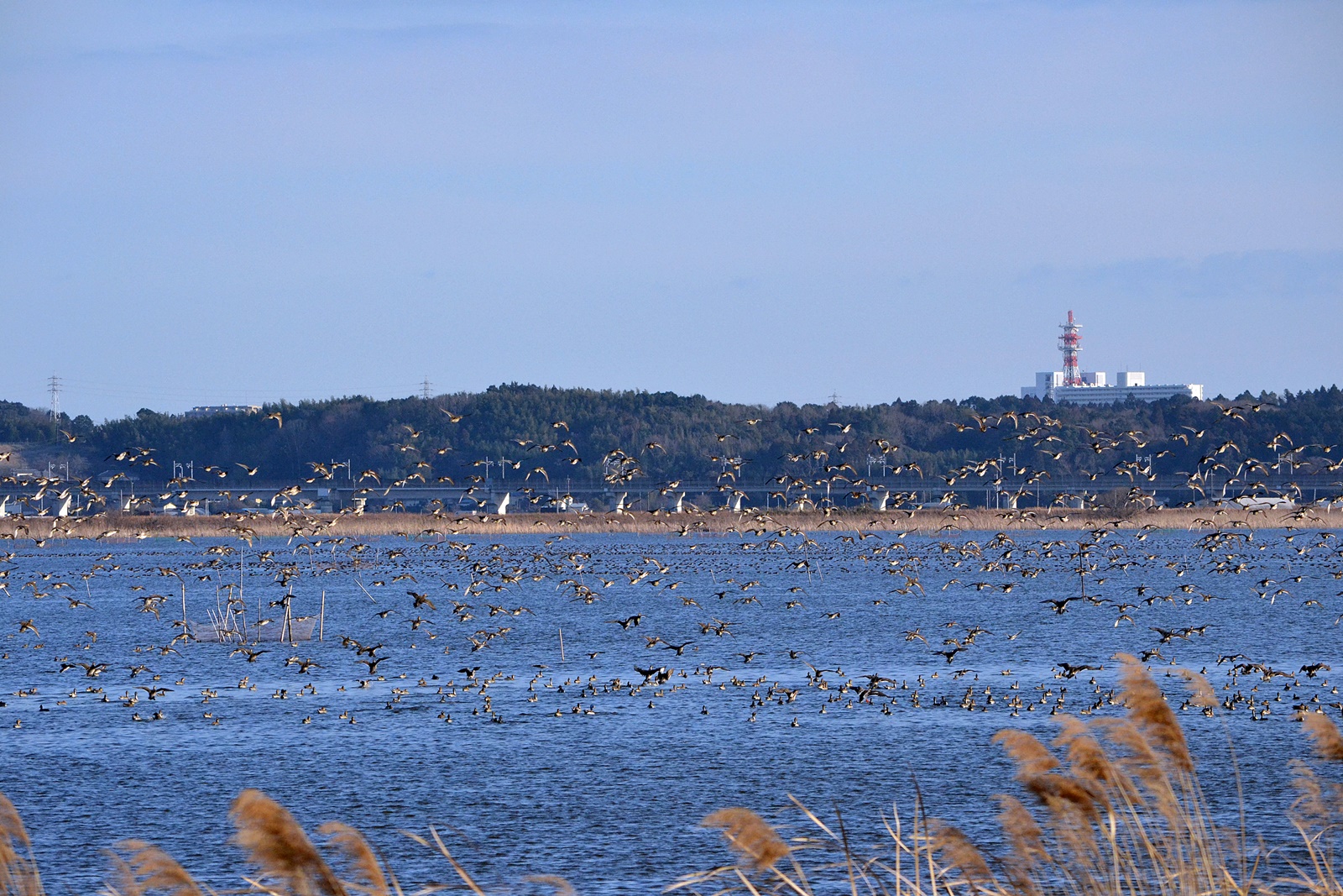 Birding in Japan: Waterfowl