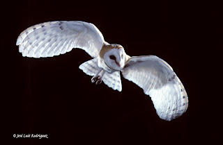 Los ojos de la noche: La lechuza común.