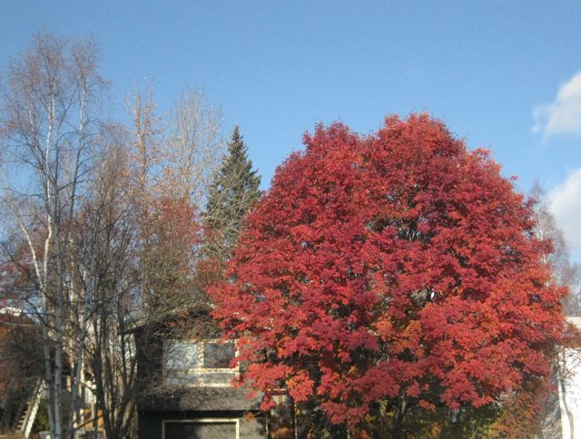 What Do I Know?: Red, Red Mt. Ash