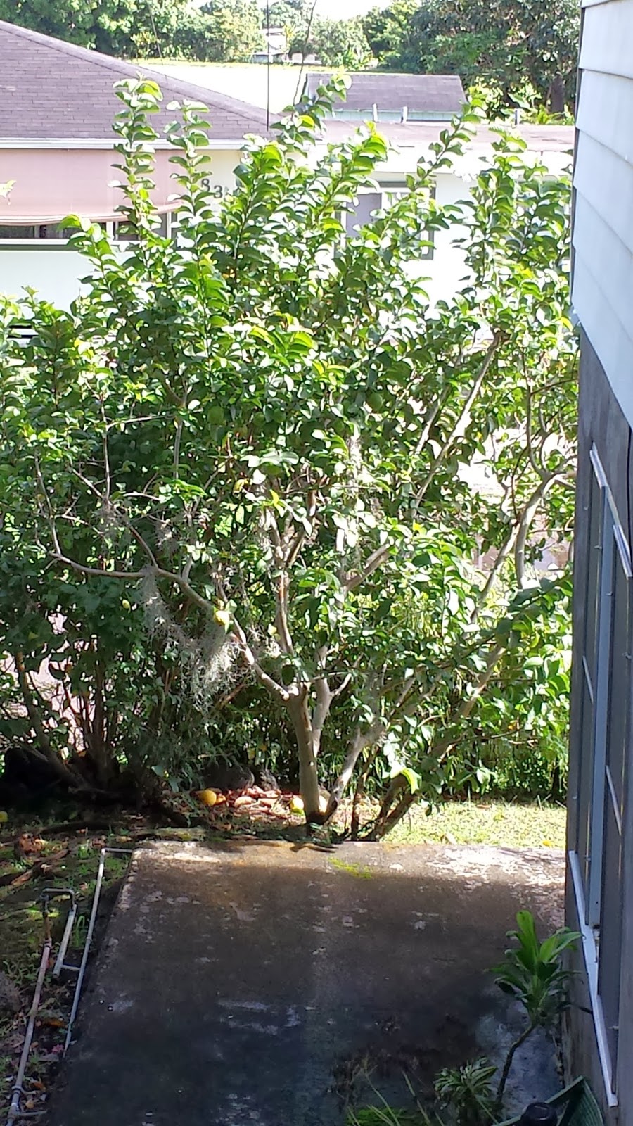 Hawaiian Beauty Diaries: Guava Leaves for Skin Problems